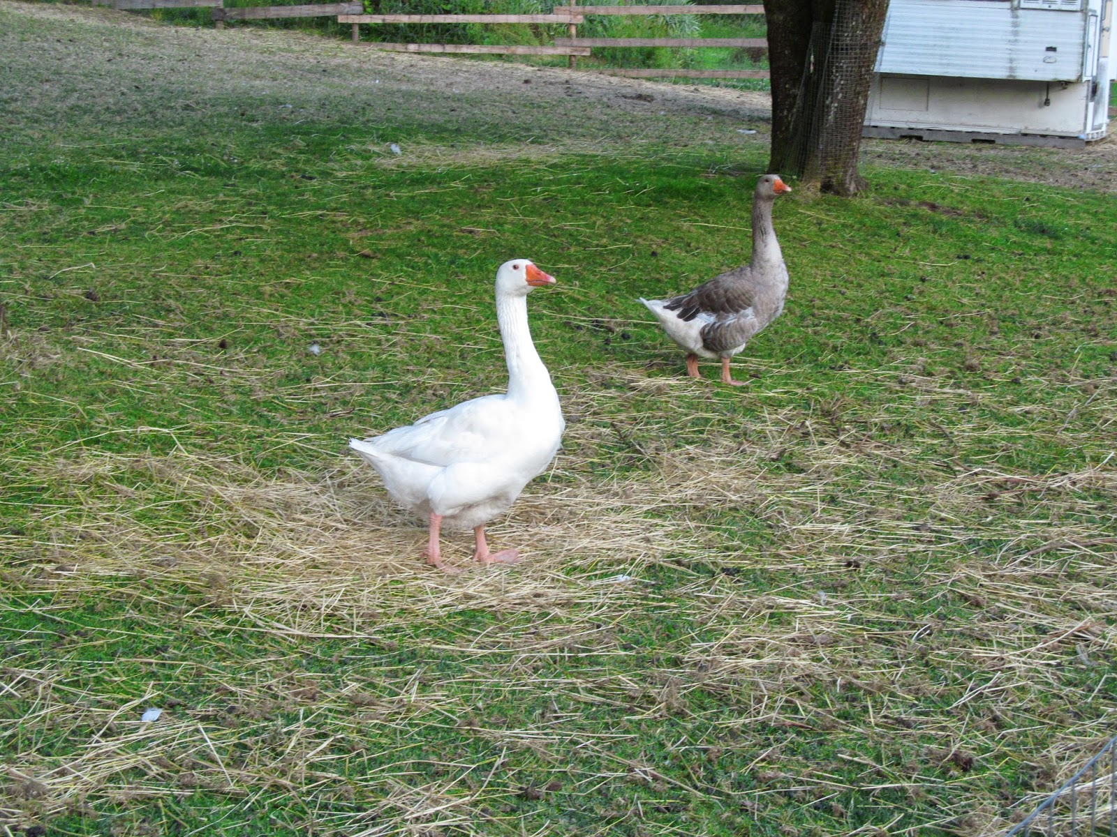 Adventures of a Whole Wheat Pastafarian: Medieval Goose - two ways over ...