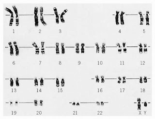 Descubriendo lo invisible de la Biología 2º : UNIDAD 6. EL NÚCLEO ...