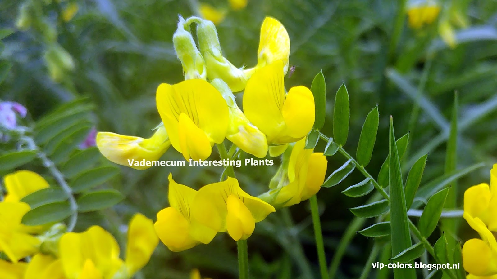 Vademecum Interesting Plants: Lathyrus pratensis - Groszek żółty ...