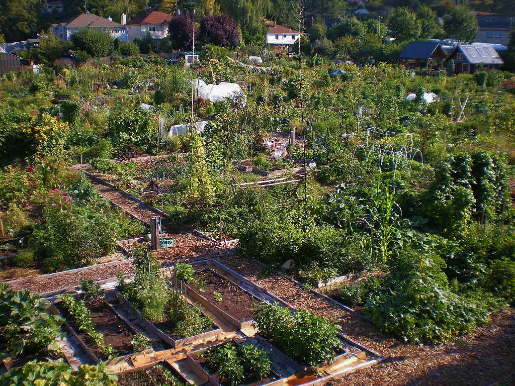 Urban Landscape, Native Landscape: Picardo Farm P-Patch
