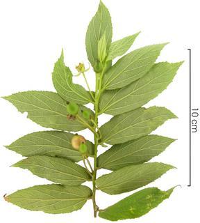 biojojo: Muntingia calabura L. (Kersen/Talok)