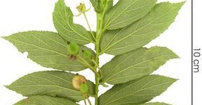 biojojo: Muntingia calabura L. (Kersen/Talok)