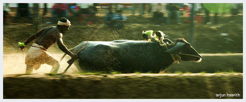 Arjun Haarith: Kambala