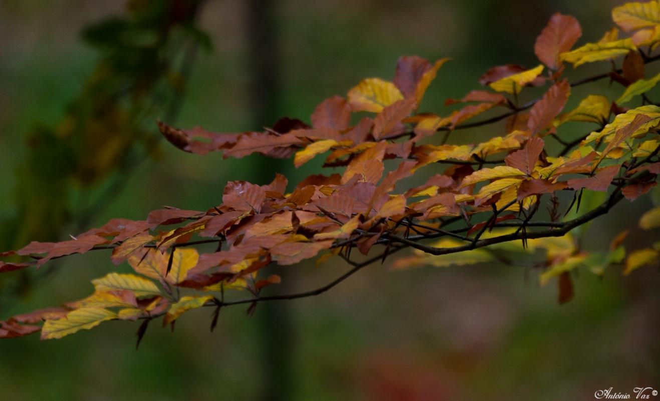 Kosta de Alhabaite: A faia