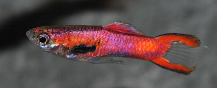 ENDLER POECILIA WINGEI Livebearers Cumana Area @endlerpoeciliawingei ...