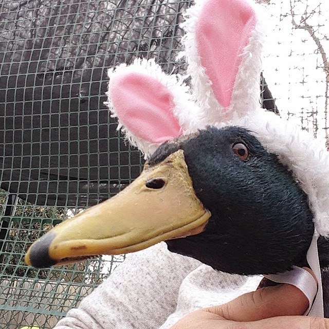 I Have Seen The Whole Of The Internet: A Rabid Duck? No...A Rabbit Duck