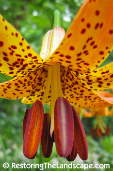 Restoring The Landscape With Native Plants: Native Plant of the Week ...