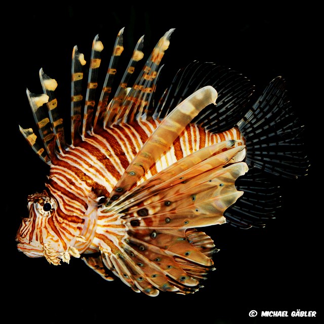 Something Fishy Going On: Most wanted : Cyprus.