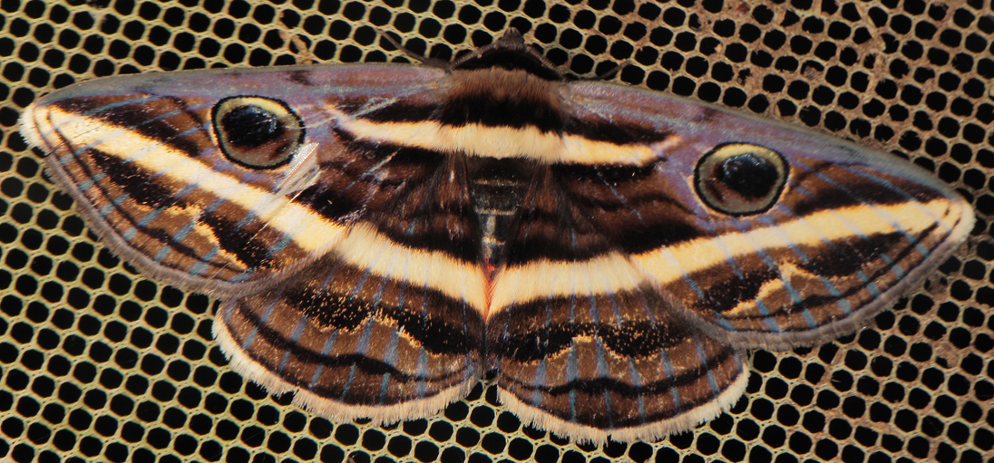 BunyipCo: September 2012