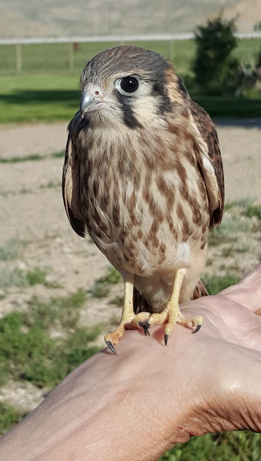 Ironside Bird Rescue, Inc.: Wild baby girl