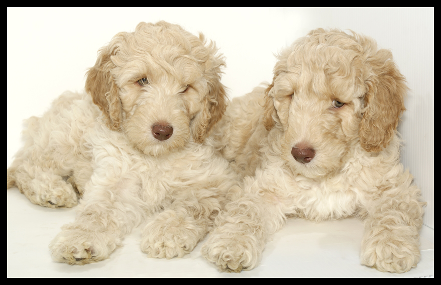 Island Angels Labradoodles: Earth Angels Labradoodles Cream Puppies