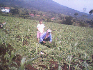 .: GADIS KECIL PENYABIT RUMPUT