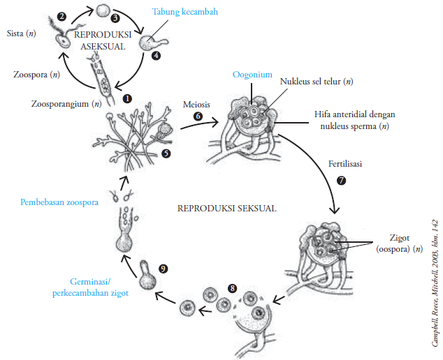 Jamur Air / Oomycota (Ciri-Ciri, Contoh, Reproduksi, Peranan Oomycota ...