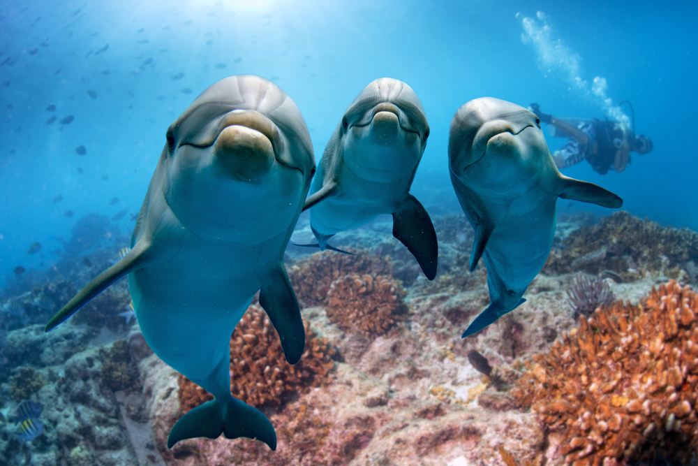 7 Incredibly Interesting Dolphin Facts