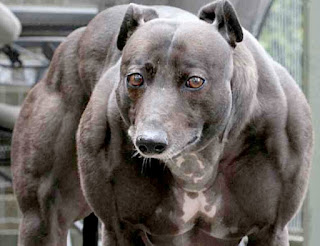 The surprising real genetics behind the X-Men