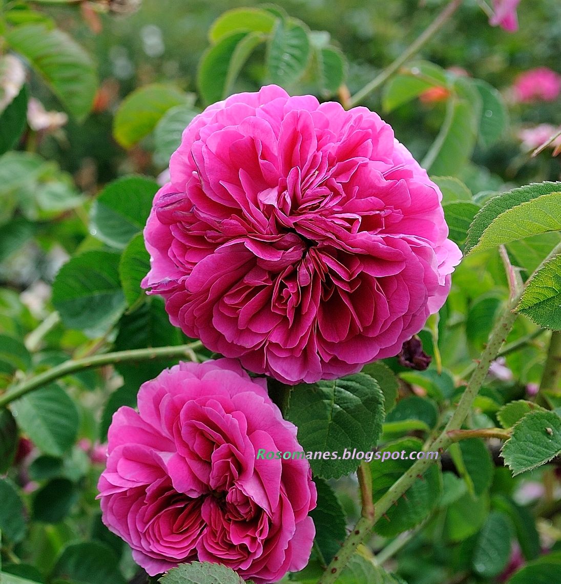 A Rose is a Rose...: Roses of a Hundred Petals