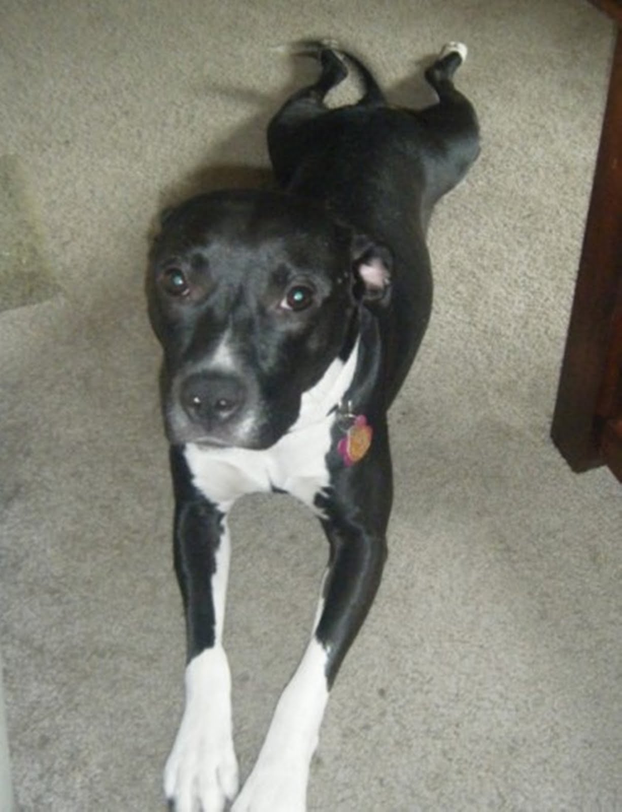 Pit Bull Frogs: Pit Bull Frog Photos