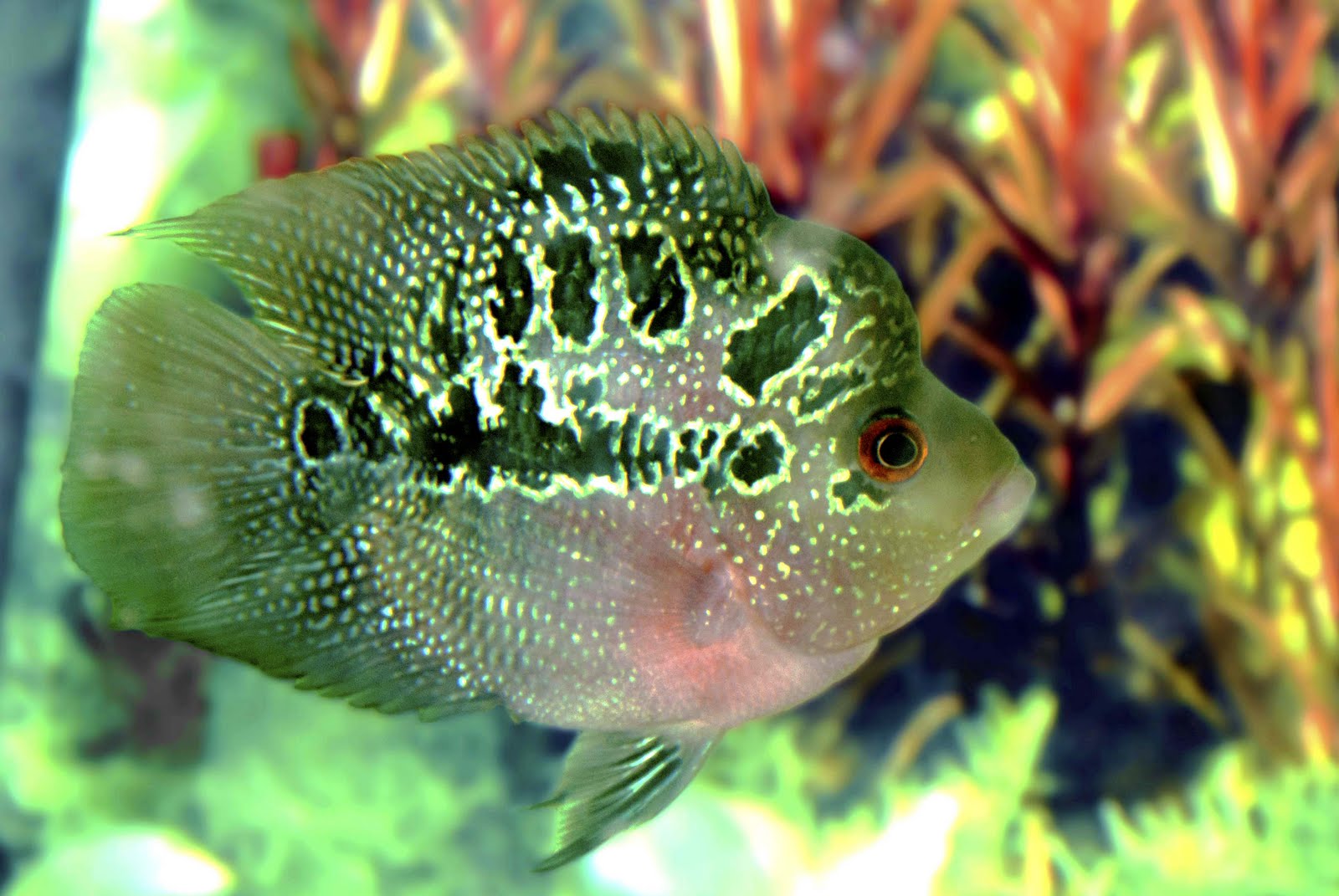 Happy Petsland And Aquatic: flowerhorn fish