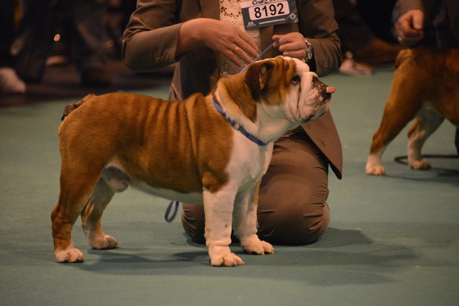 Pedigree Dogs Exposed - The Blog: Bulldogs @ Crufts 2013 - Part 2