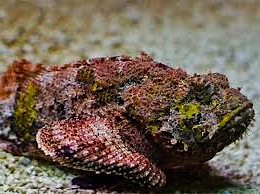 Gunakan Sandal menghindari Ikan Lepo di Pantai Tidung Kecil - tebejowo Blog