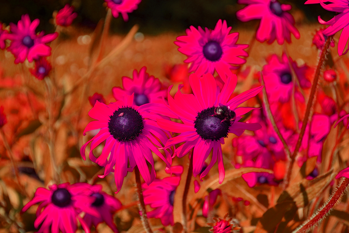 By Elisabeth: juuli 2016