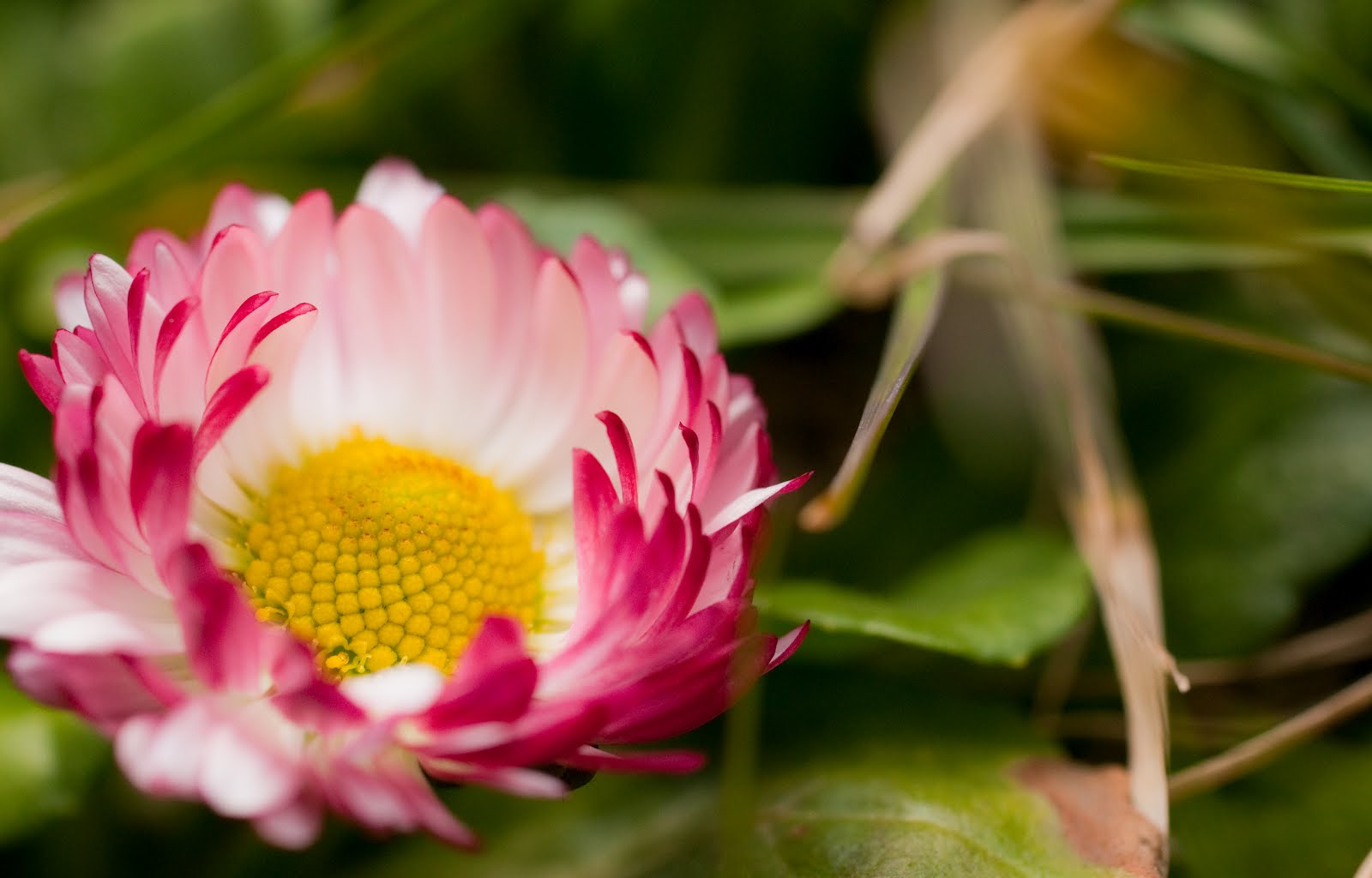 Sämmipildid: Esimesed lilled