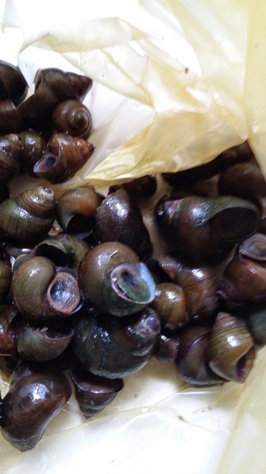 dari jendela che dai...: Siput Sedut Lemak Berkrim Hari Ni