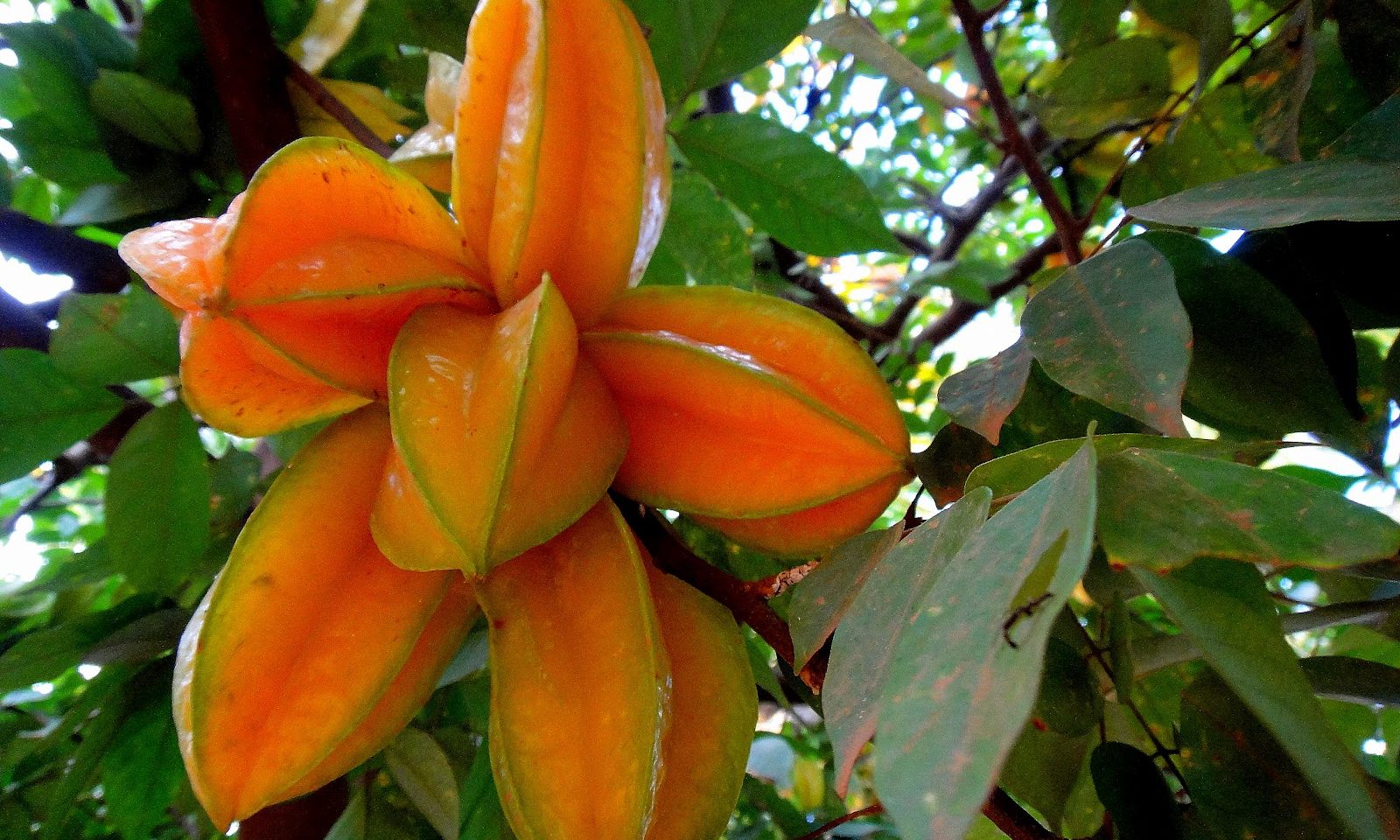 Carambola | Averrhoa carambola - Fox Press™