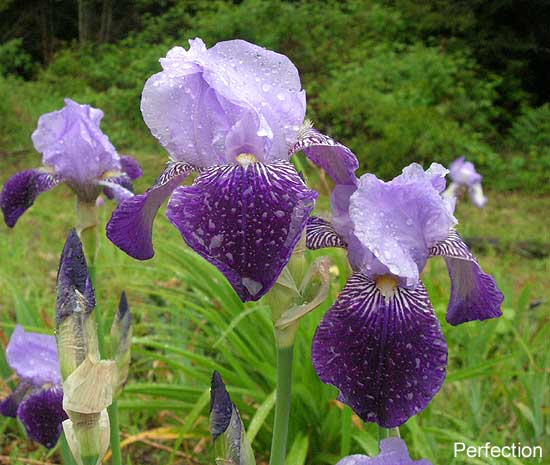 World of Irises: January 2012