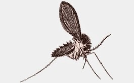 Vetmya: Leishmaniosi