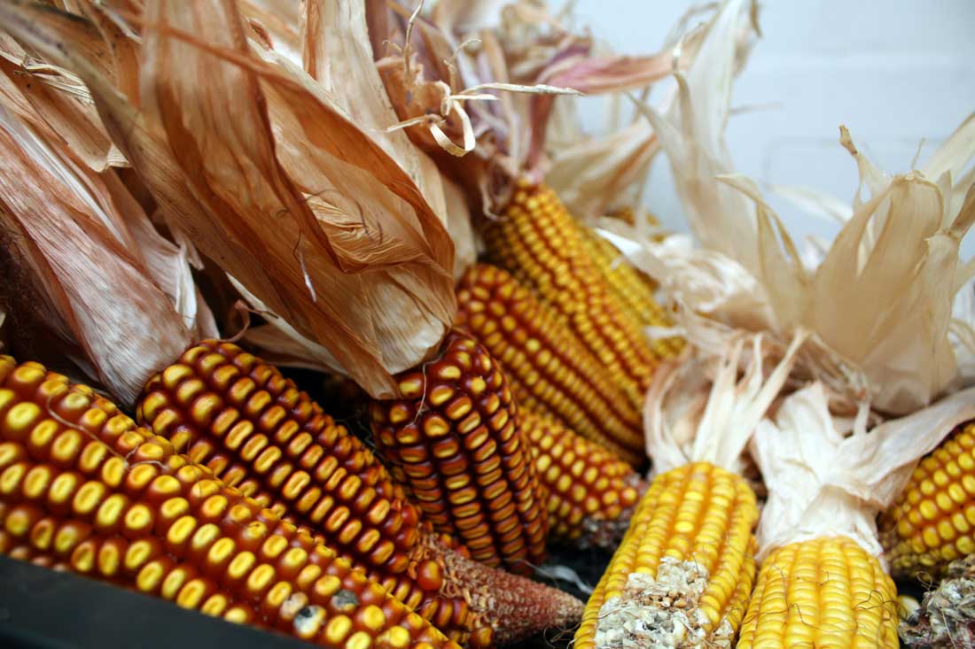 Judy Wise: Fires in the Woodstove