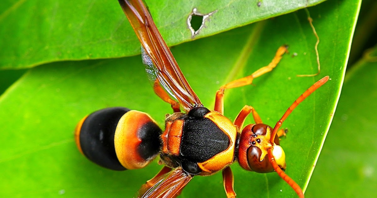 Real Monstrosities: Australian Hornet