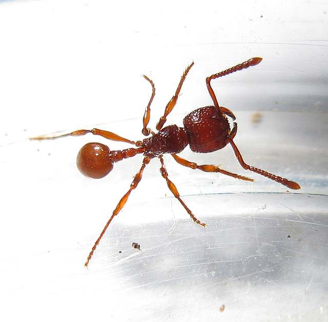 Photos and Info on Ants and Termites of Malaysia: Undocumented Species.