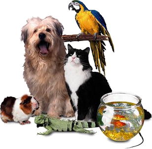 Ingrijirea animalelor de companie - ce trebuie sa stiti?