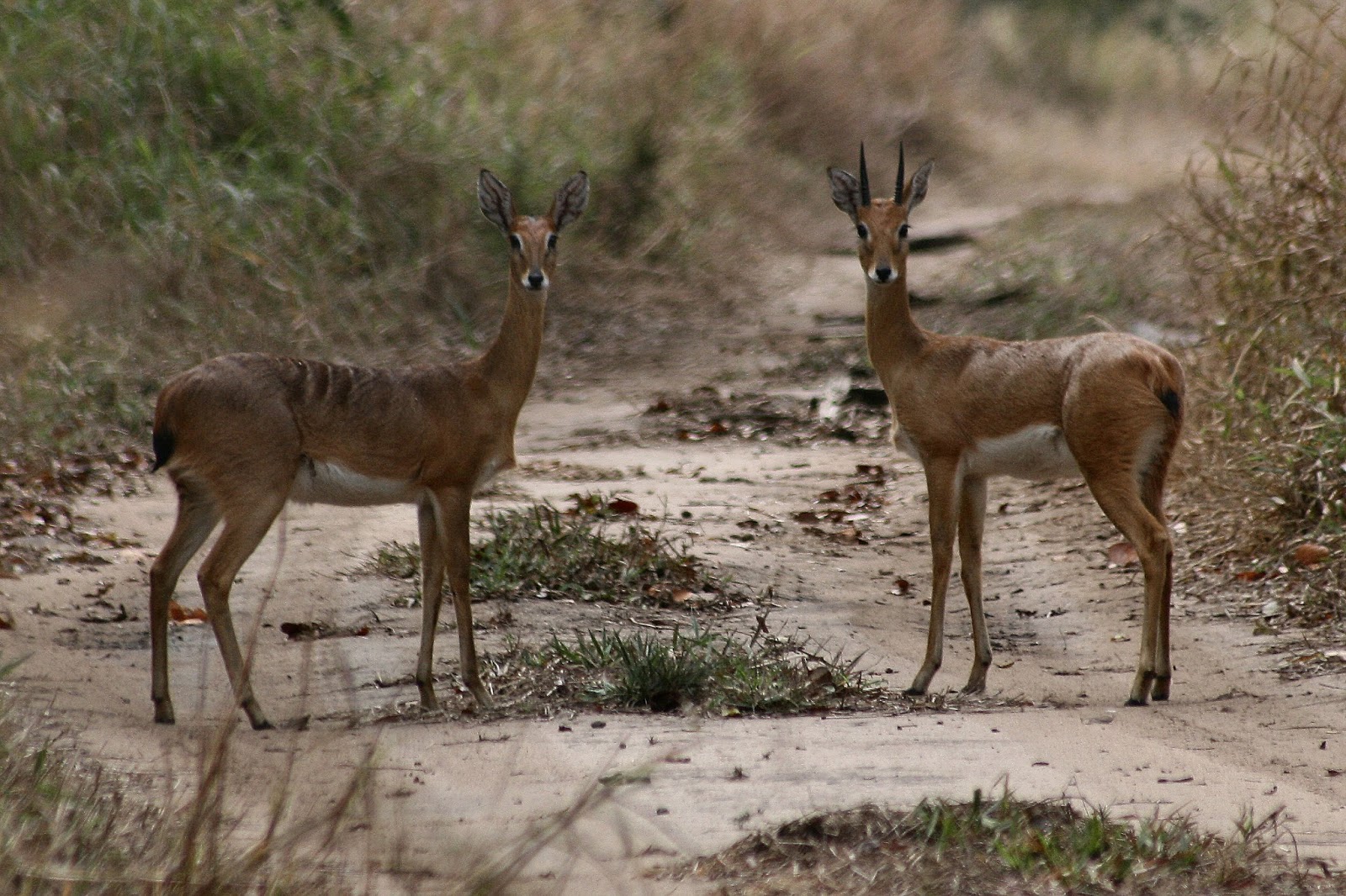 Catalogue of Organisms: Gazelles and their Kin