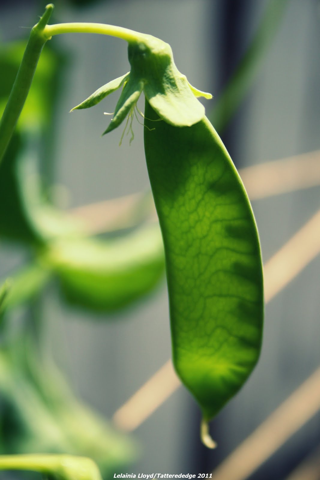 Tattered Edge: 07/01/2011 - 08/01/2011