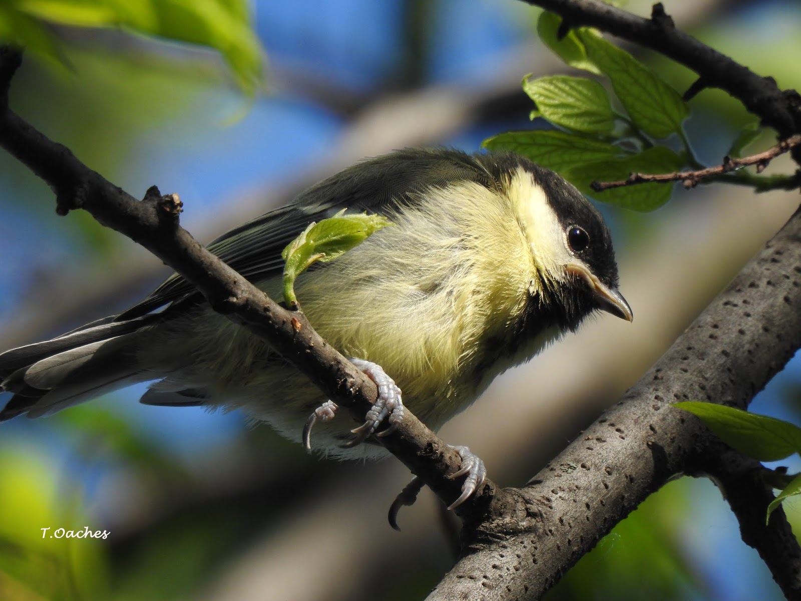 PASARI DIN ROMANIA: PITIGOI MARE, Parus major