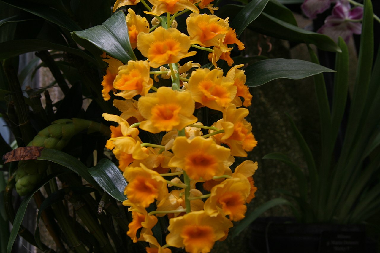 Grow and care Dendrobium densiflorum orchid - Pineapple orchid ...