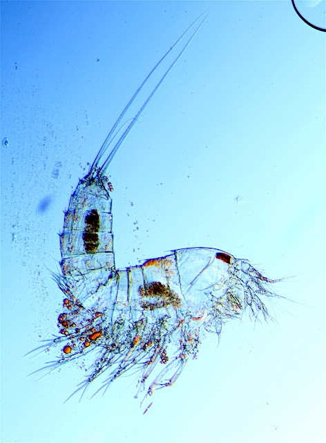 Rafael Microfauna Marina: agosto 2014