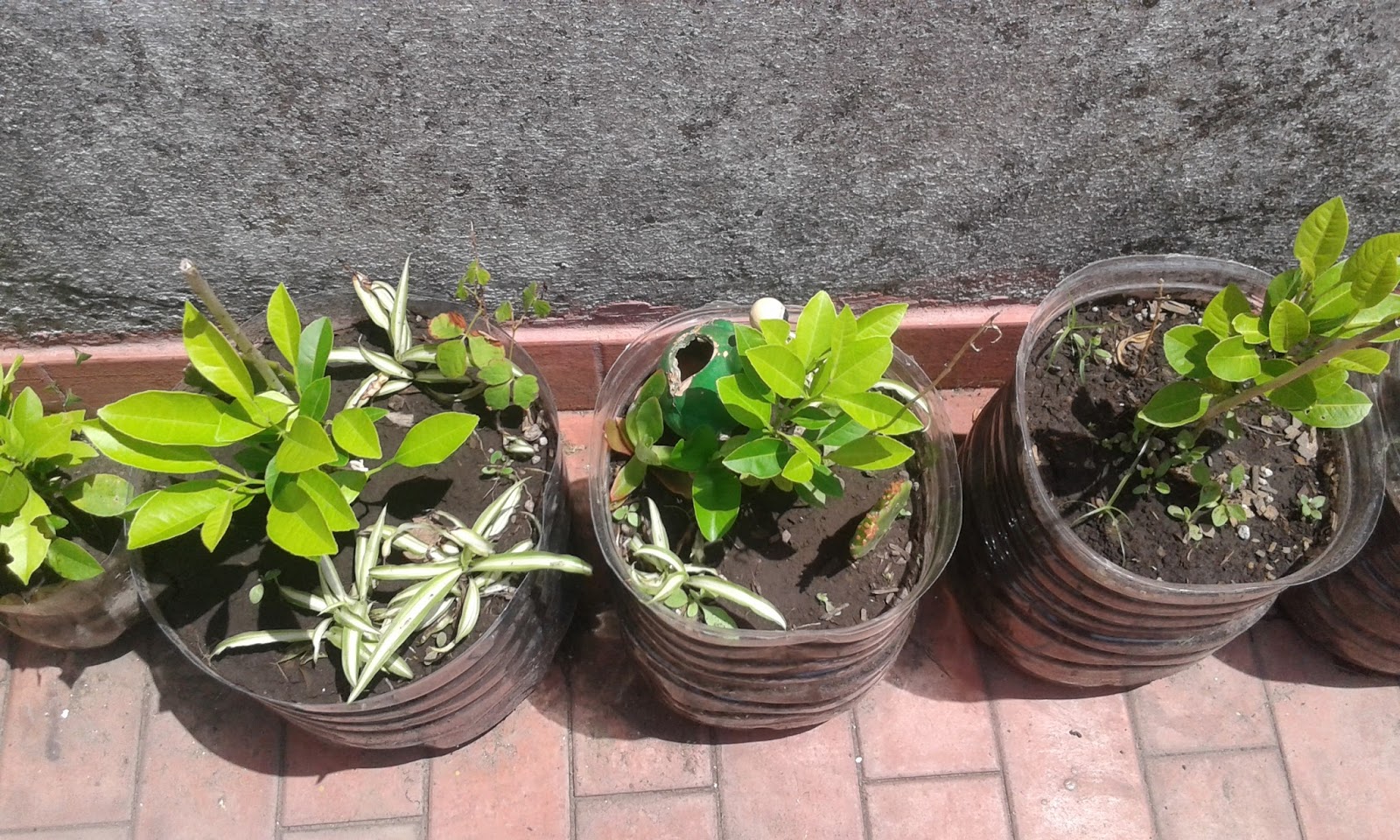 Fitorremediación del Aire Interior