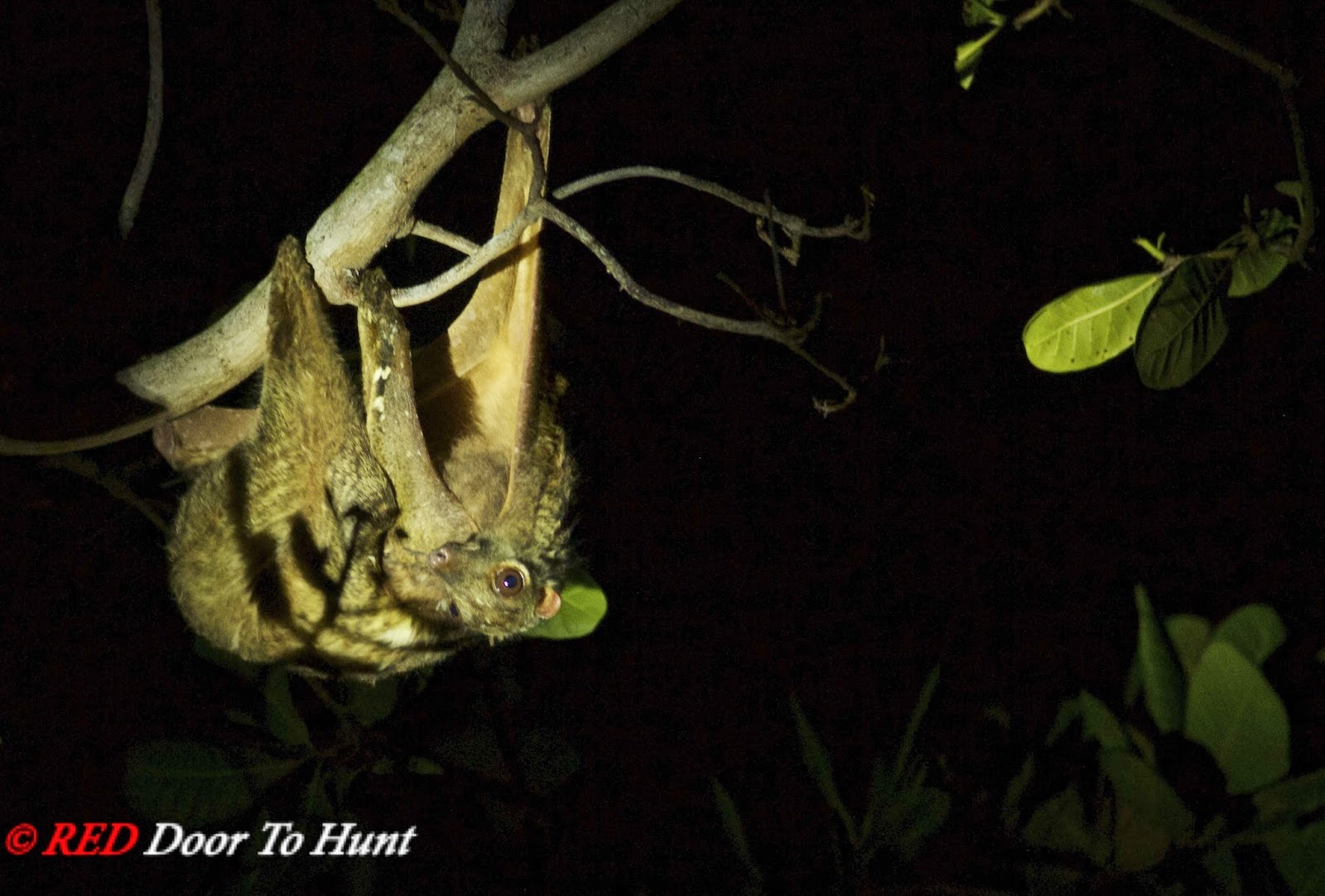 RED Door To Hunt: Kubung~Cynocephalus variegatus ( Colugo or Flying Lemur )