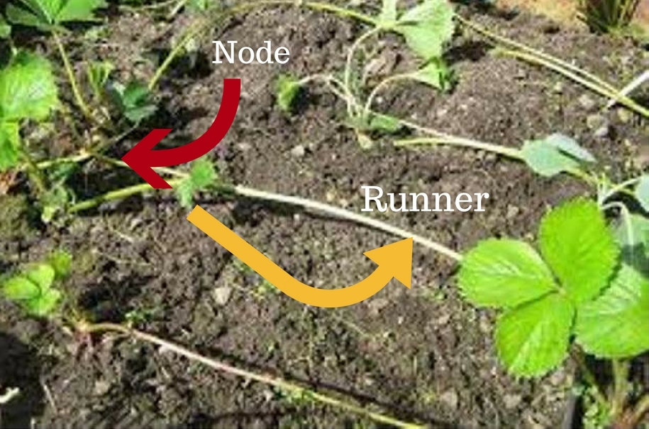 Veggies Home Kitchen Garden: How to Propagate Strawberries by Runners