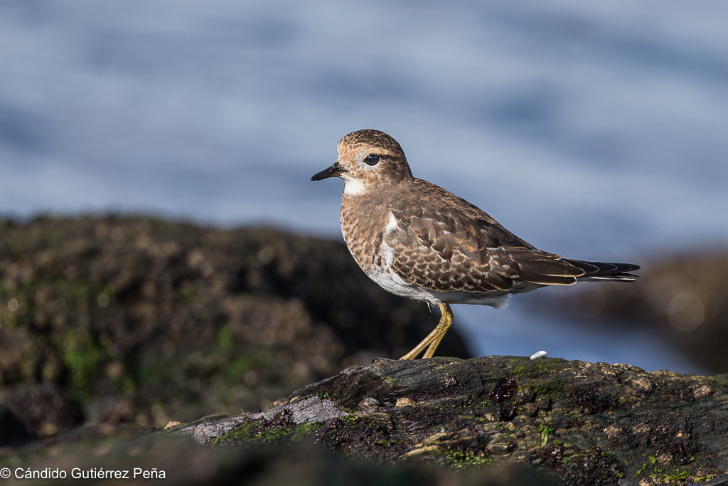 CHORLITO CHILENO - Charadrius Modestus | Observatorio de la Naturaleza