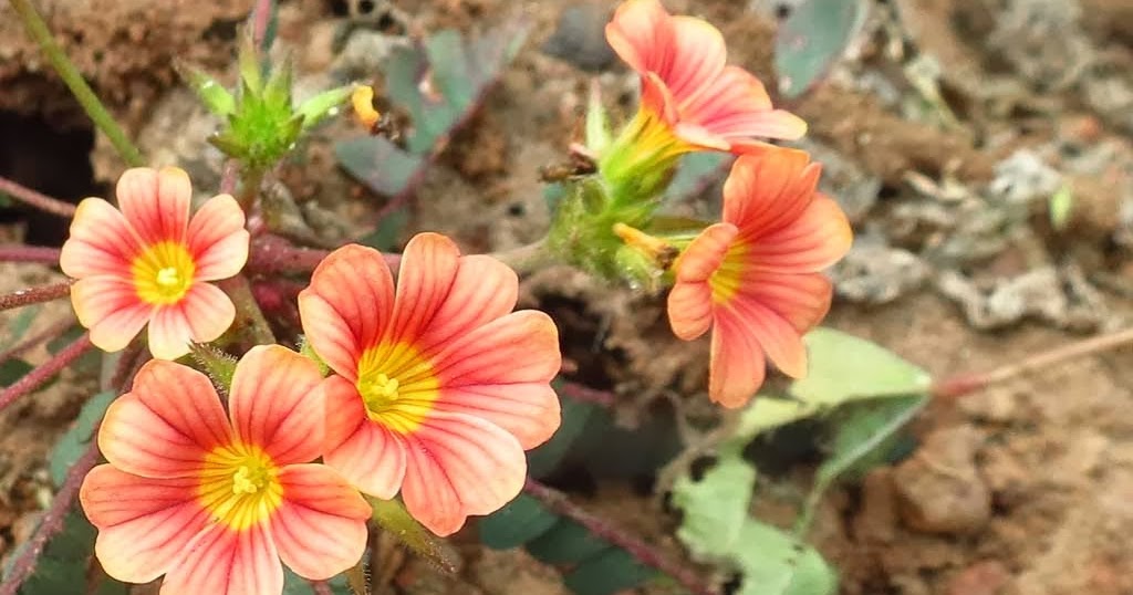 Medicinal Plants: Biophytum sensitivum, Pulichinta, Mukkutti