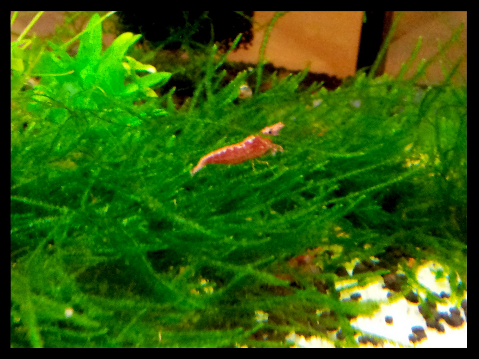 Pezcres.blogspot.com: Nombre común: gamba cereza, red cherry shrimp