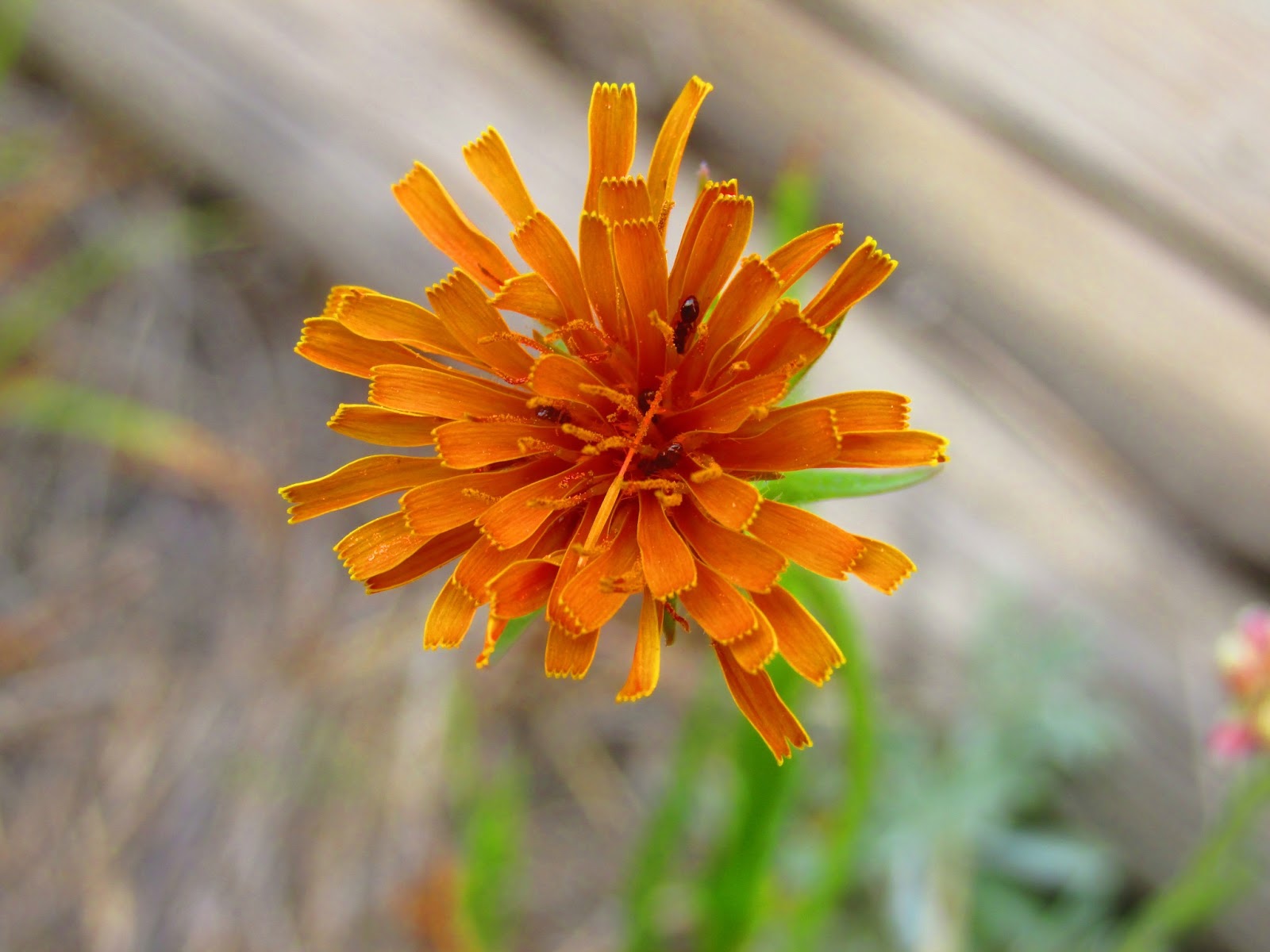 The Fairy Falls Trail - Extended