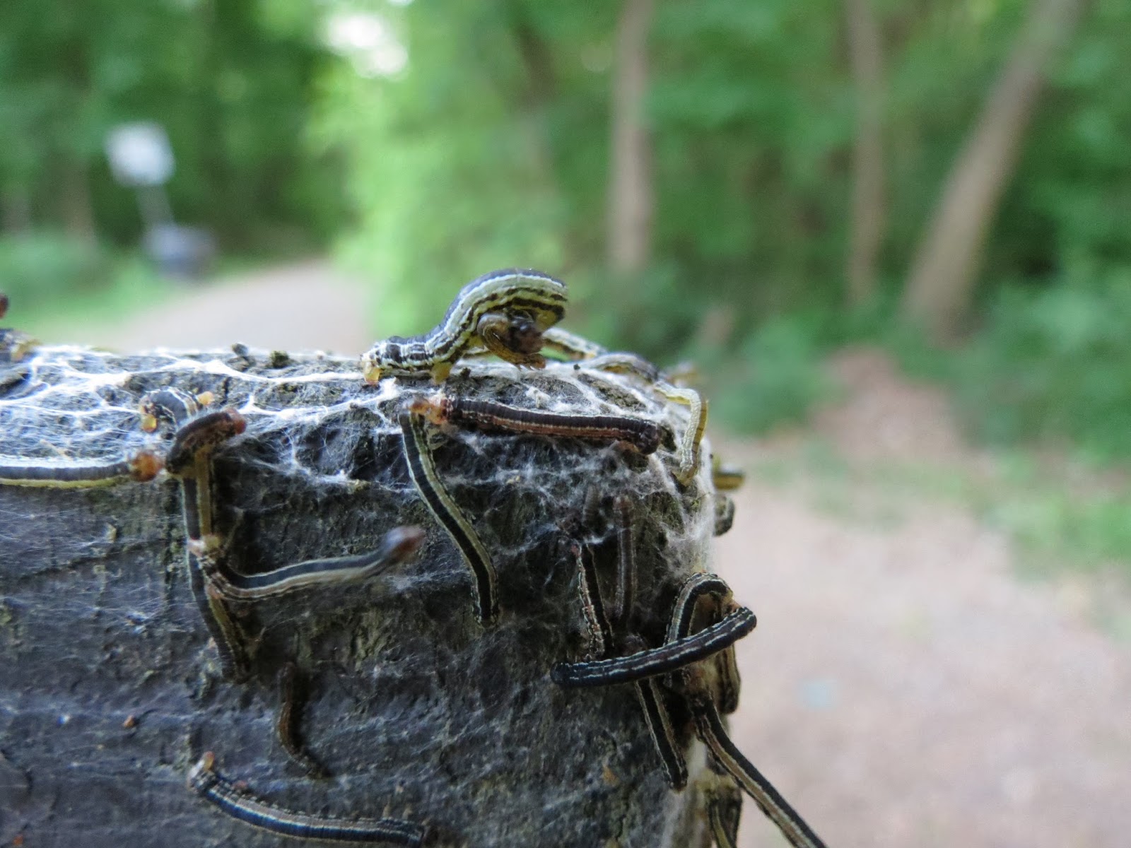 Winged Things: Fall Cankerworms