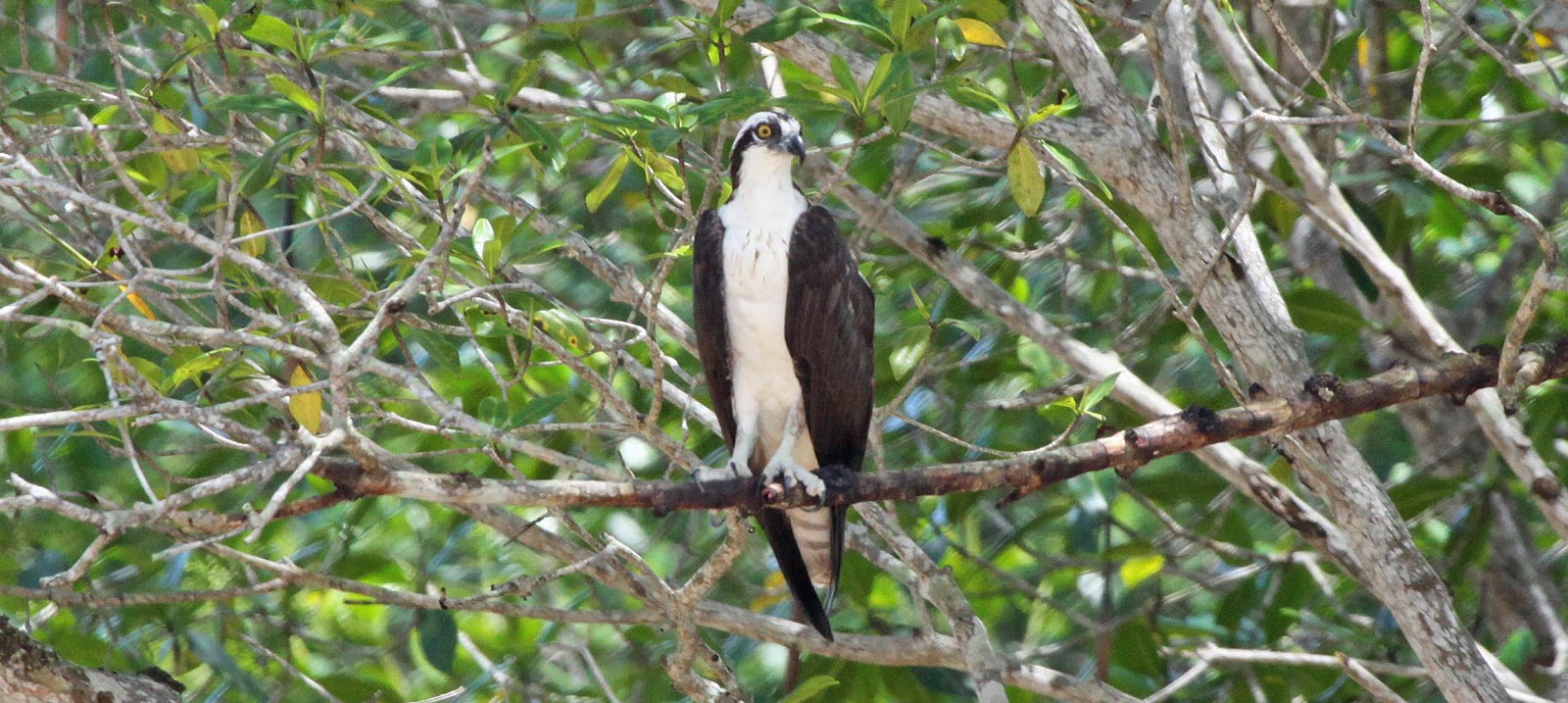 COLNE VALLEY BIRDER: Osprey at Maple Lodge