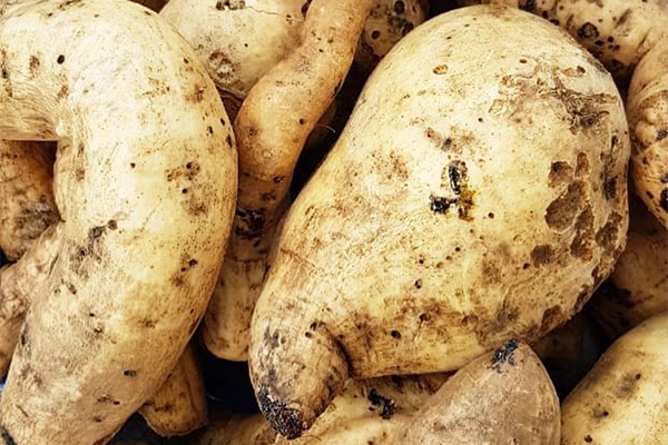 La PLANTA DE CAMOTE y su valor nutricional en el mundo