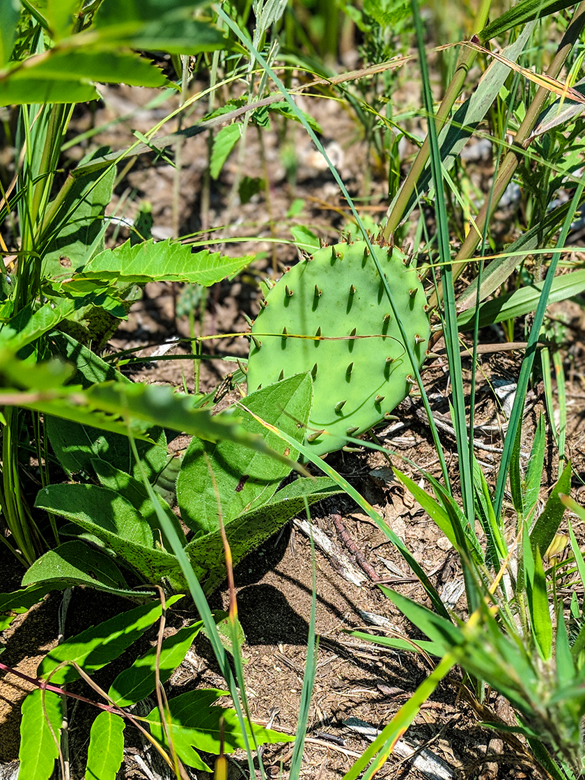 Hiking the Spring Green Preserve